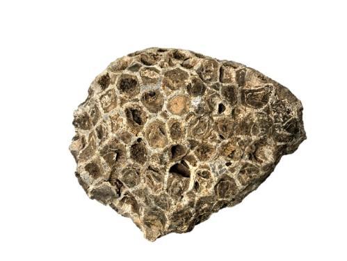 Coral | University College Cork