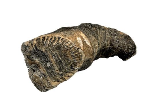 Coral | University College Cork